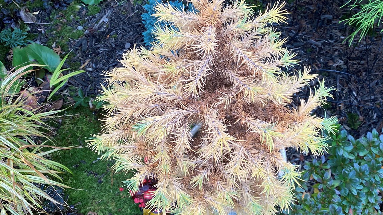 "Blue Dwarf” 2024 - Japanese Larch In Container (4K) - December - YouTube