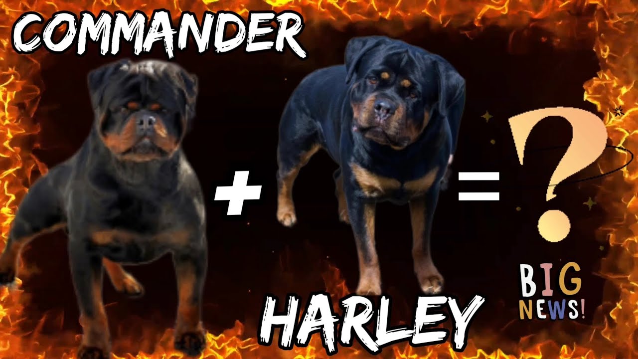 MEET OUR NEW ROTTWEILER PUPPY PARENTS! COMMANDER & HARLEY - YouTube