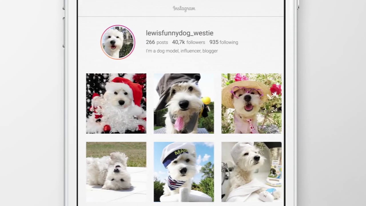 CAS DOGS for DOGS pour Pedigree YouTube - YouTube