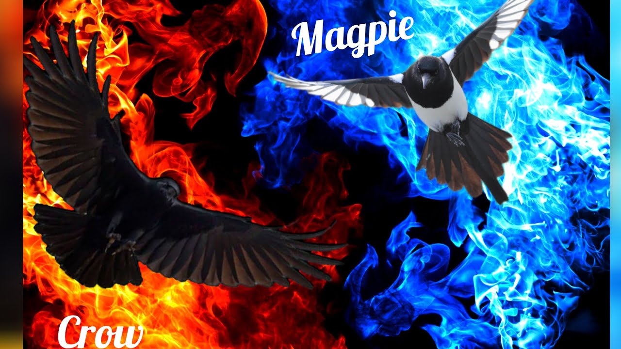 Black-billed magpie Pica pica L:22" and Common raven Corvus corax L:27 ...