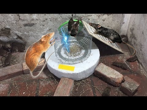 Electric mouse trap P1 Electric mouse trap with mosquito racket and ...