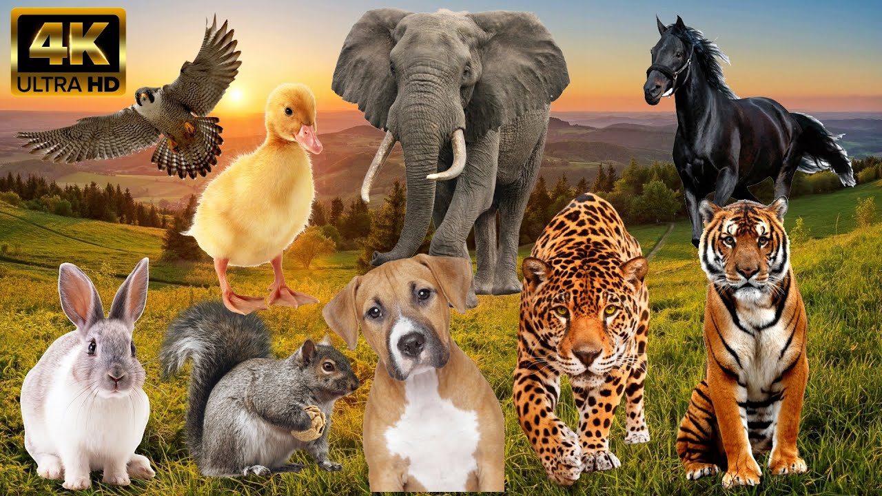 Funny critters lion, horse, birds, elephant, cat, rabbit, bear, otter ...