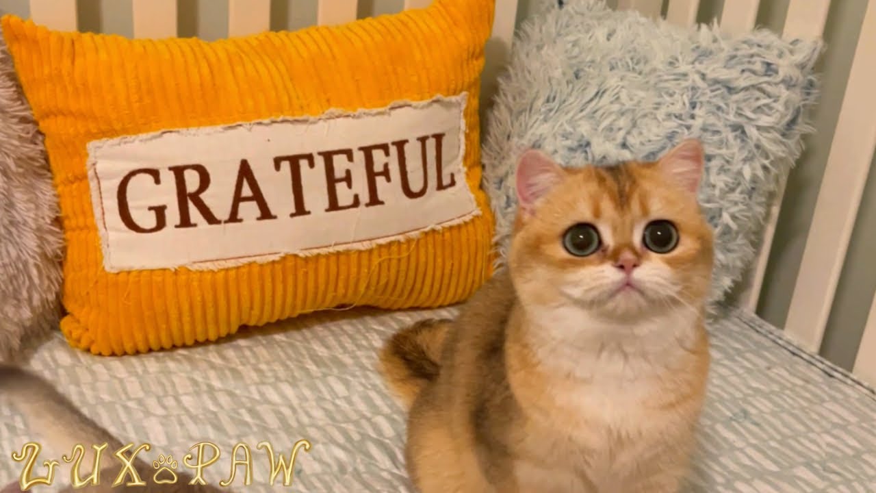 Kittens and cats trying to catch teasing toy | Lux Paw Cattery - YouTube