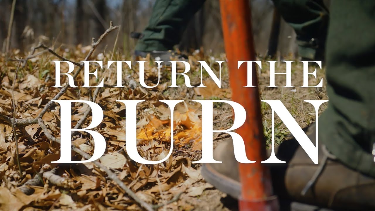 Return the Burn: Importance of Prescribed Fire - YouTube