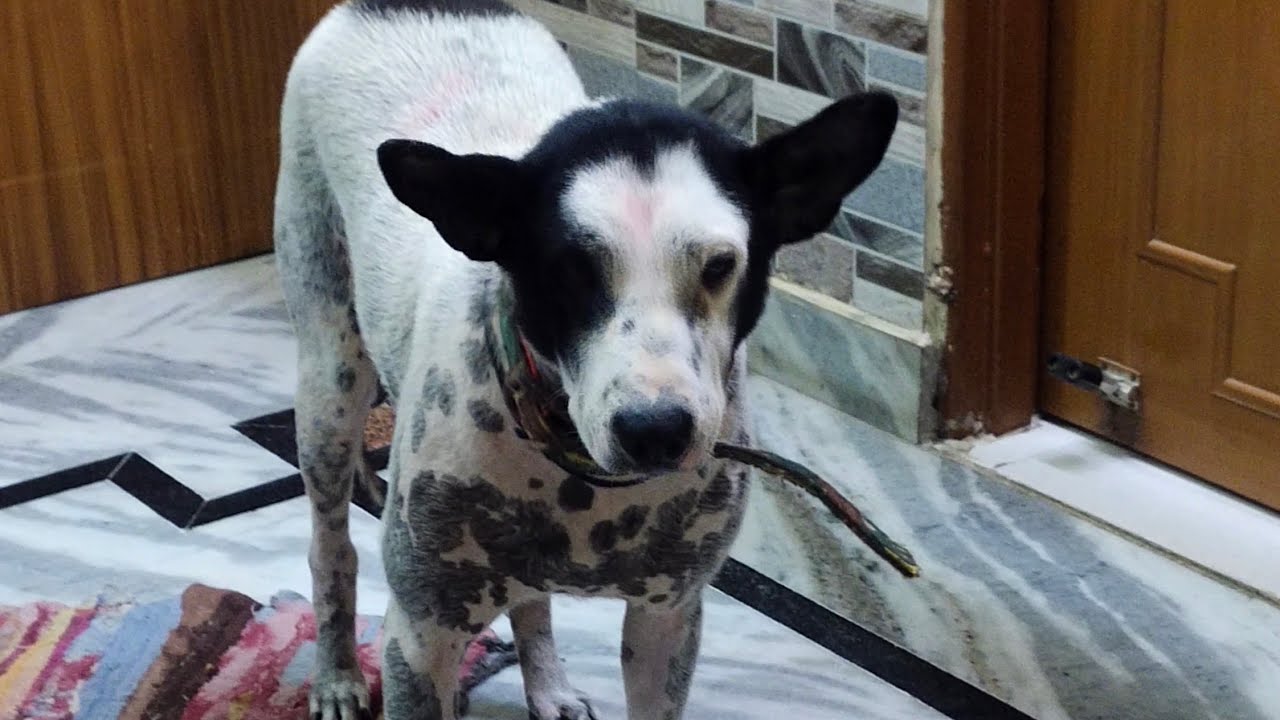 Cute dog 🐕 Sheru - YouTube