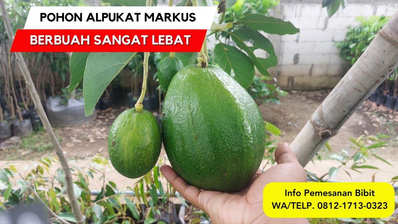 LUAR BIASA!!! Pohon Alpukat Markus Berbuah Lebat di Umur 3 Tahun - YouTube