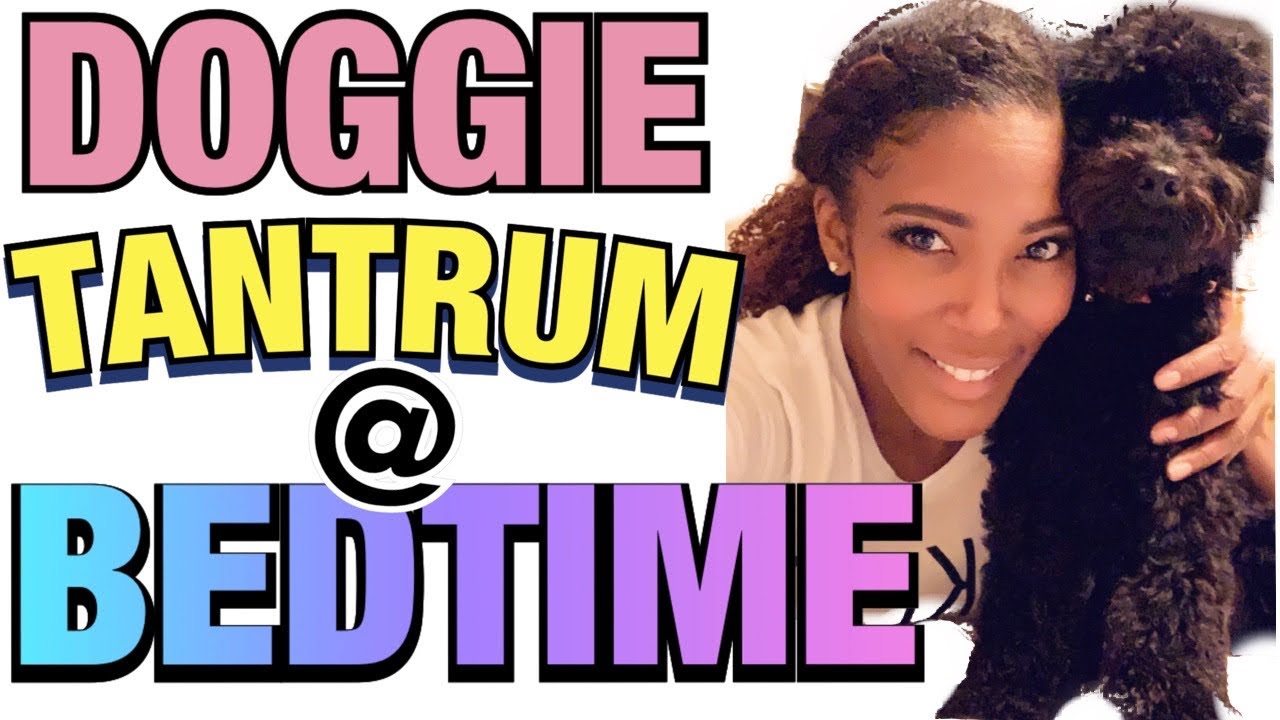 Doggie Tantrum At Bedtime| Physical and Verbal Dog Tantrum - YouTube