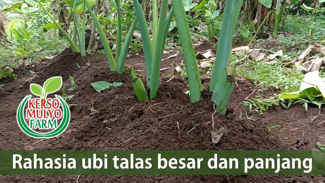How to produce large and long taro - YouTube