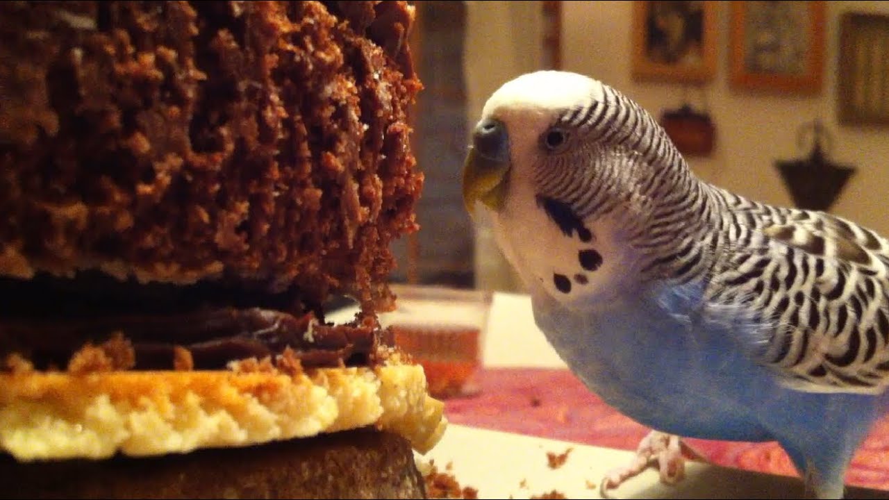 Perruche folle du gâteau / Crazy parakeet eating cake - YouTube
