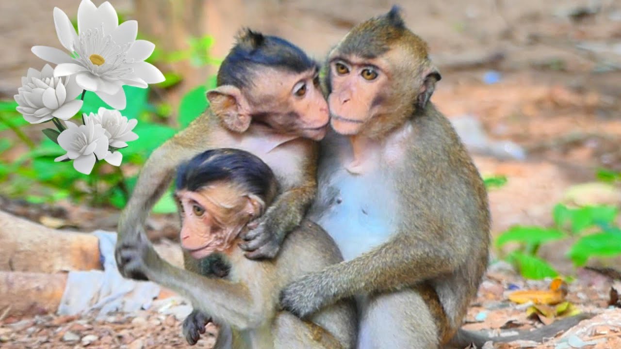 Oh interesting! Monkey baby social structure#cute #cutebaby #baby # ...