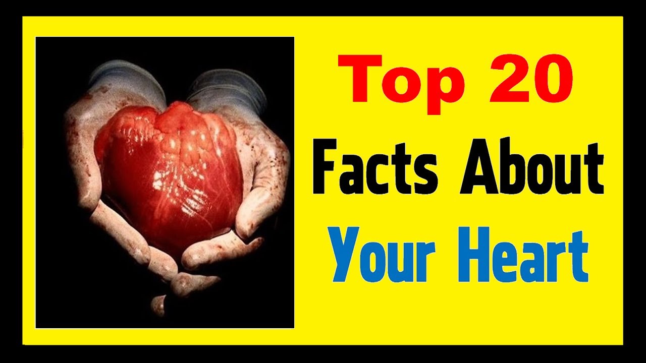 Your Heart - Facts - YouTube