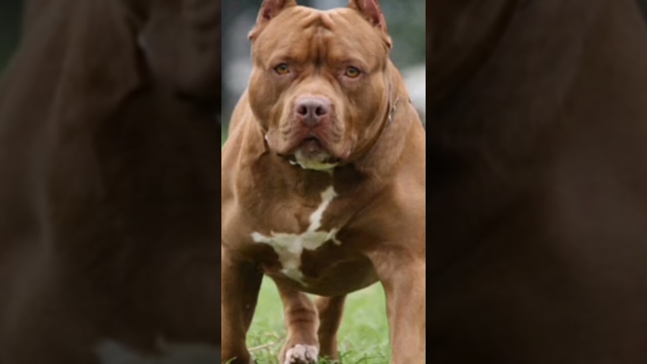 dangerous pit bull dog status - YouTube