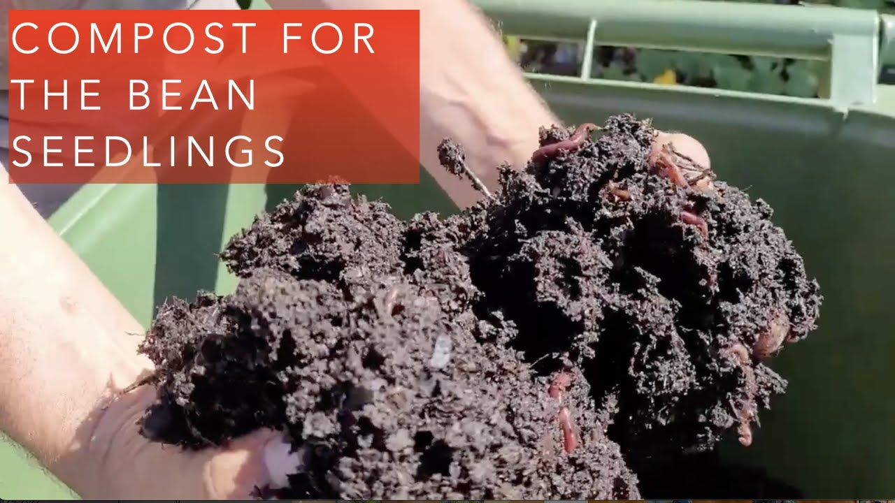 Beans and Compost - YouTube