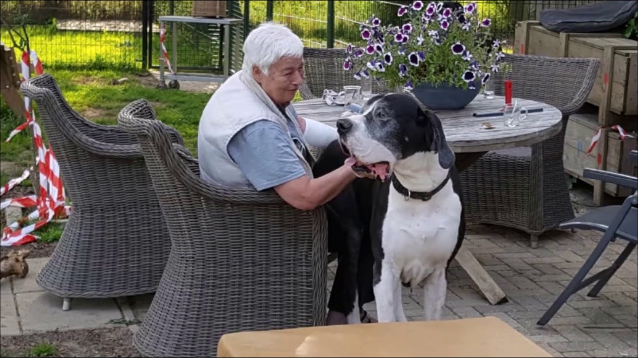 ♥ Hedon het schoothondje ♫ - YouTube