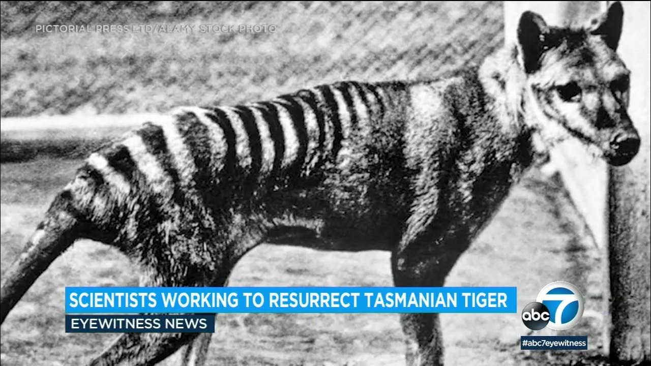 Tasmanian tiger de-extinction: Scientists plan to resurrect thylacine ...