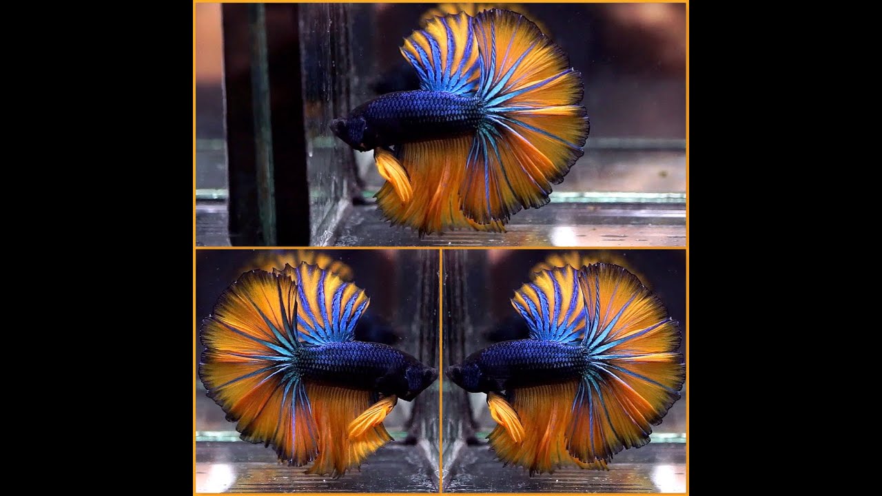 Betta Fish AZURE BLUE FIRE YELLOW Rosetail HM Male C358 - YouTube