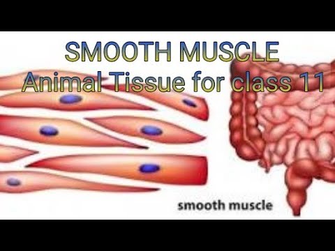 Muscle Tissue for class 11 - YouTube