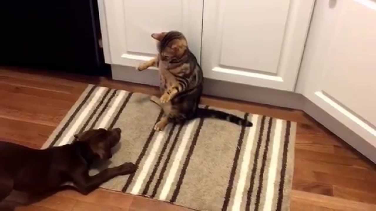 Bolts superbark vs the Cat! - YouTube