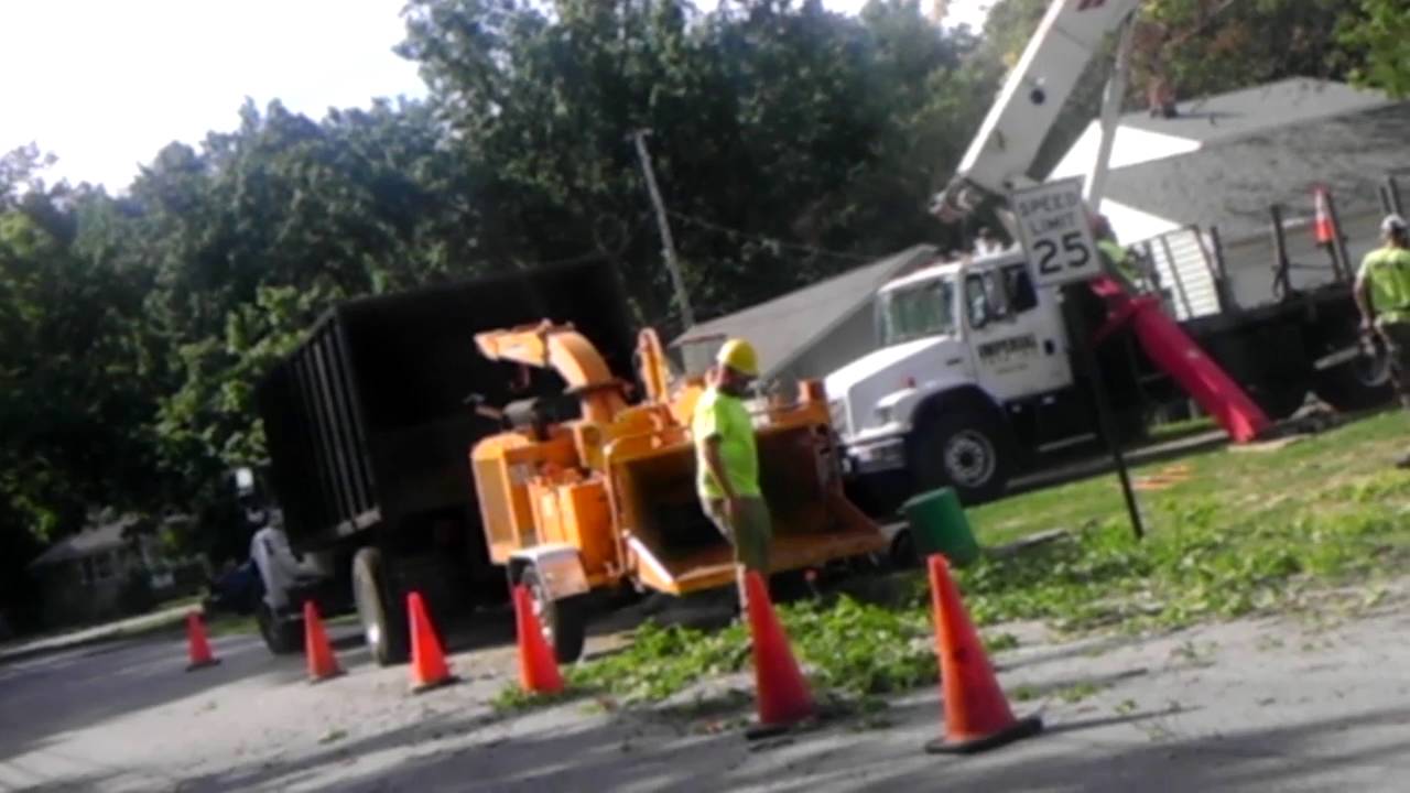 84 year old oak tree being cut down pt.4 - YouTube