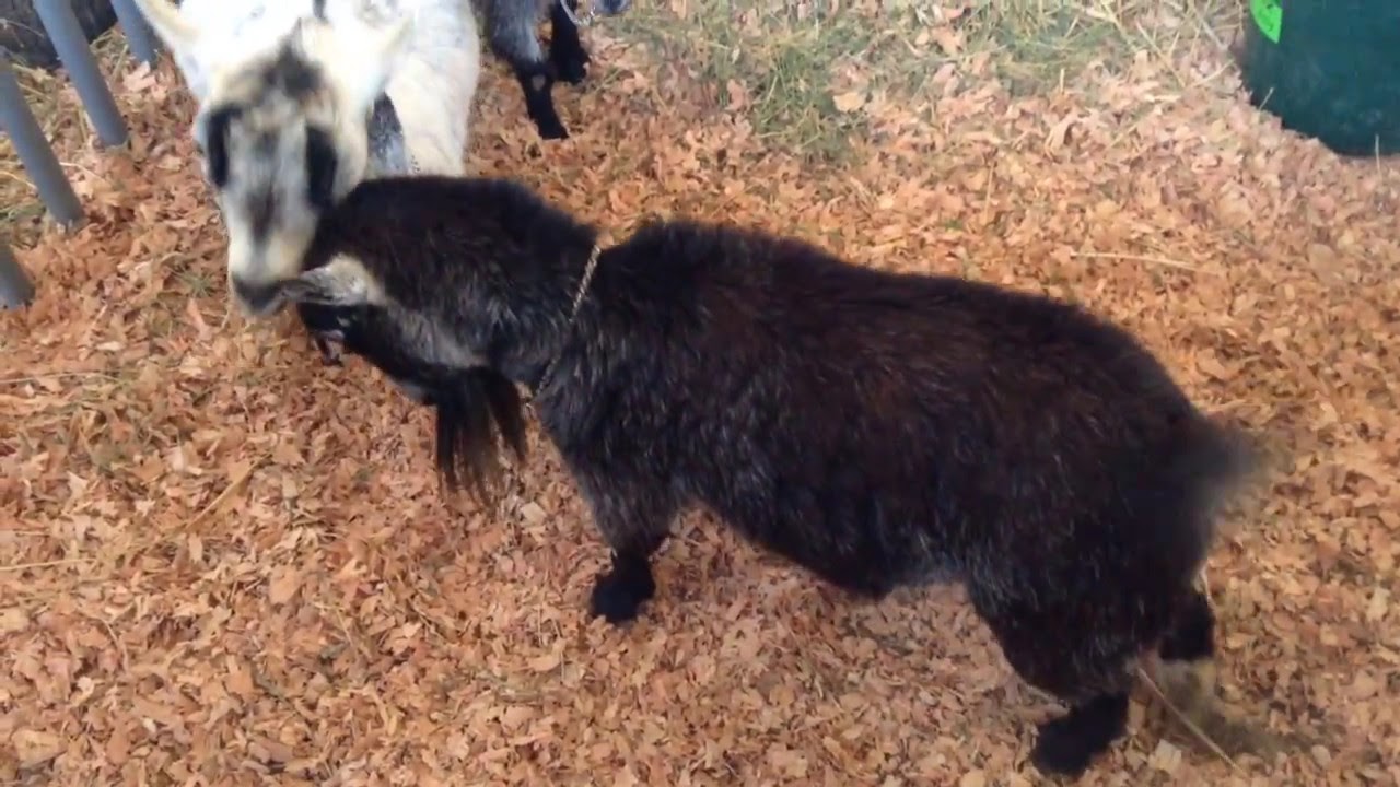 2 Goats Ramming Each Other - YouTube