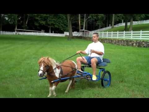 CC the Miniature Horse on the Cart - YouTube