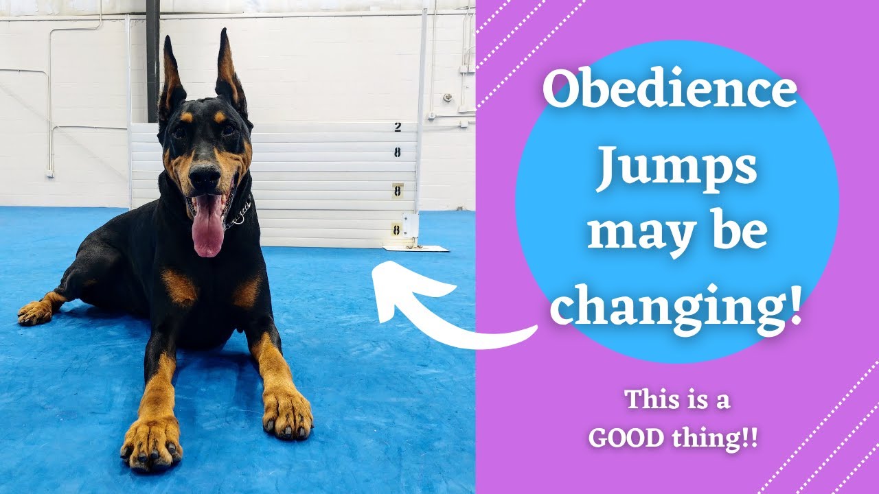 AKC Obedience Jumps are Changing // Why is this CONTROVERSIAL?? - YouTube