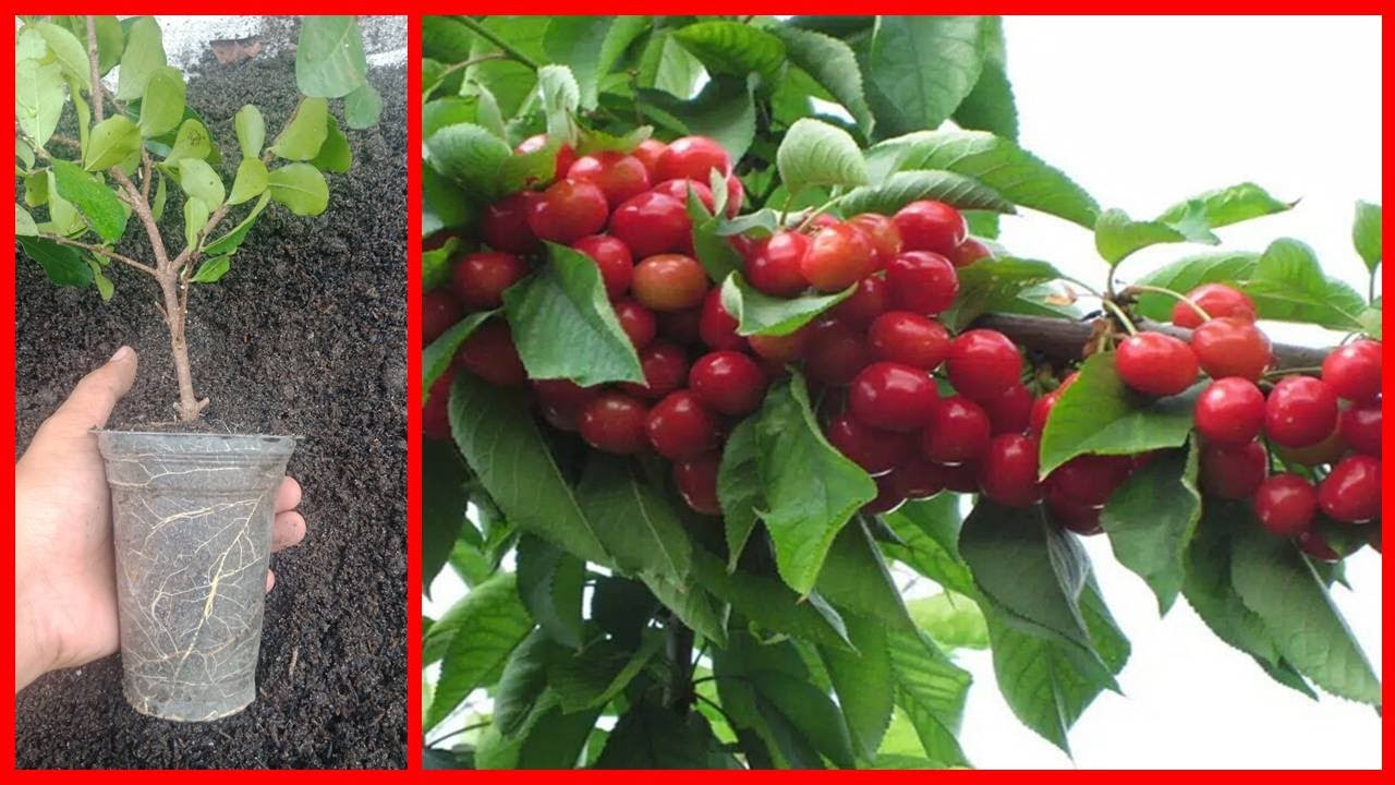 Cherry Cuttings Technique To 100% Work... - YouTube