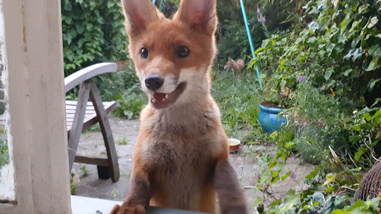Man Makes Friends With Adorable Wild Foxes - YouTube
