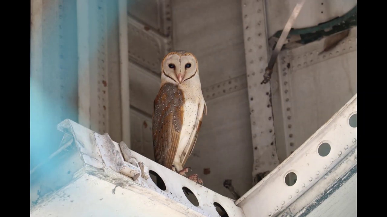 Barn Owl in the Urban Jungle - YouTube