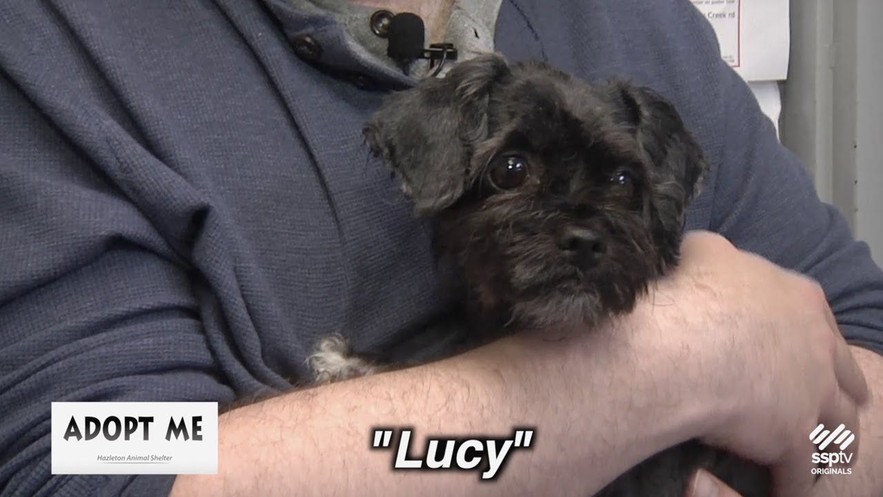 Hazleton Animal Shelter's "Adopt Me" May 19, 2025 - YouTube