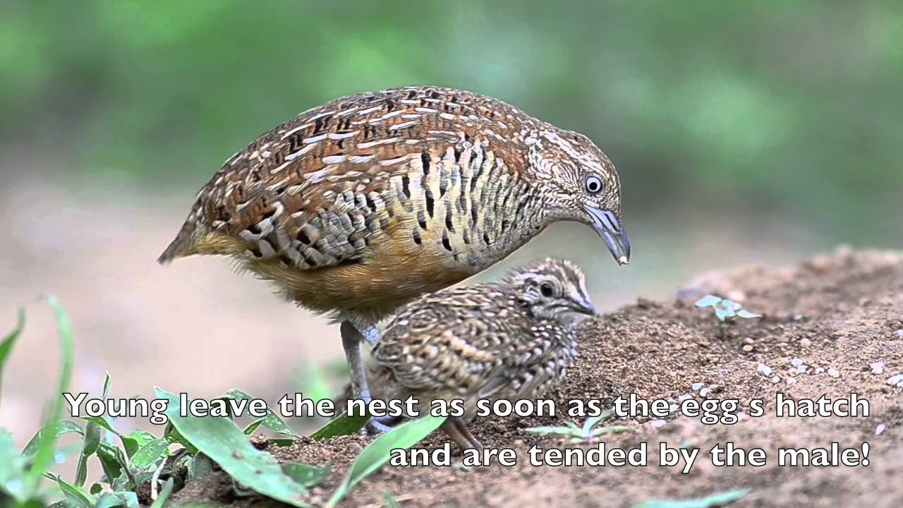 Barred Buttonquail - YouTube