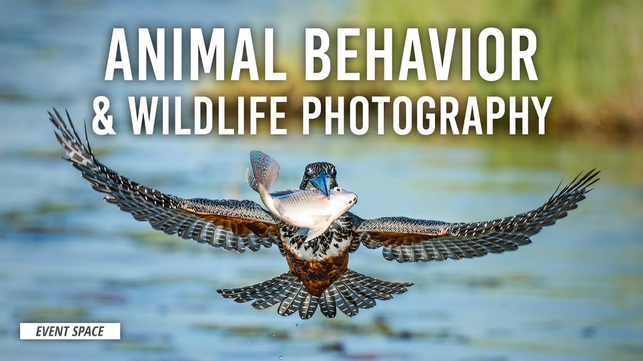Secret Life of Animals: Behavior & Wildlife Photography | B&H Event ...