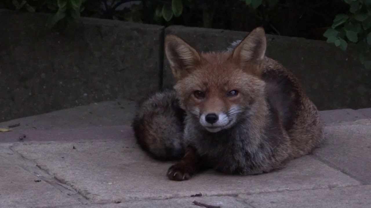 iris fox chilling on the path - YouTube