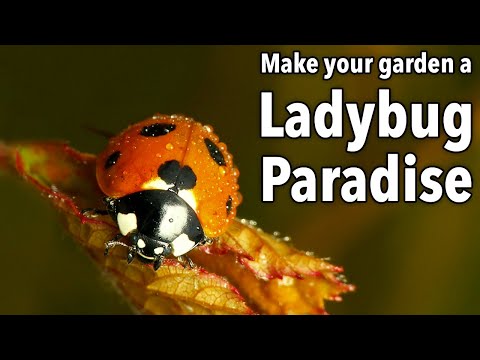 How To Raise Ladybugs In Southern Oregon