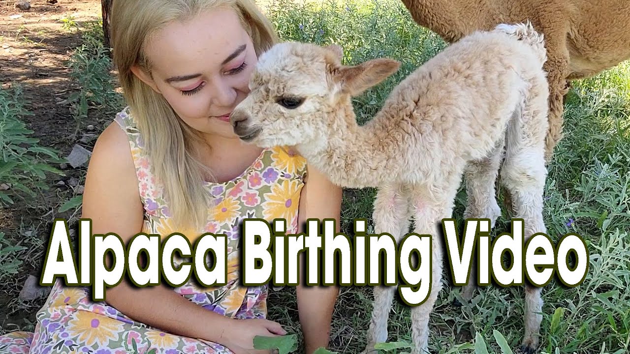 Alpaca Birth - YouTube