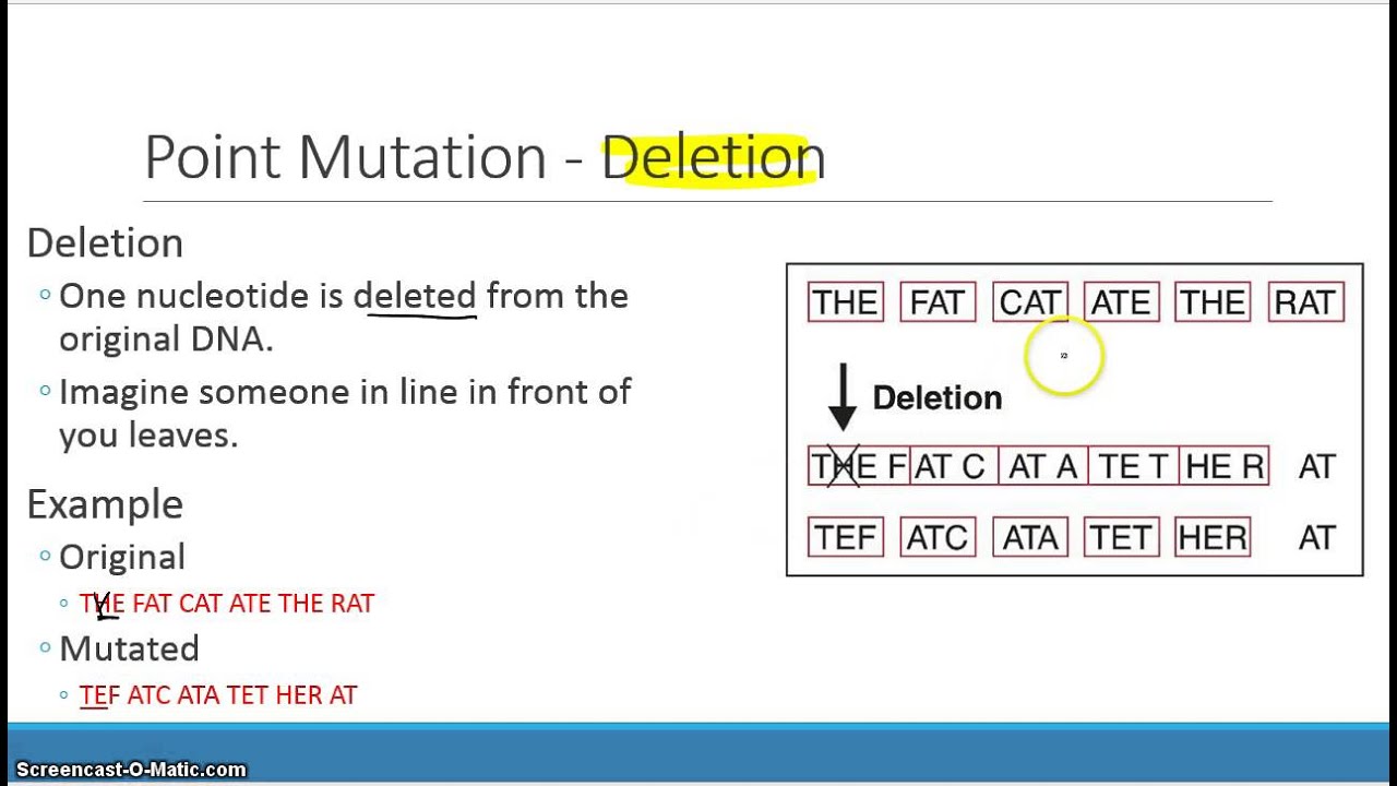 Coach Miears Biology Class - Unit 7 - Protein Synthesis - Mutations ...