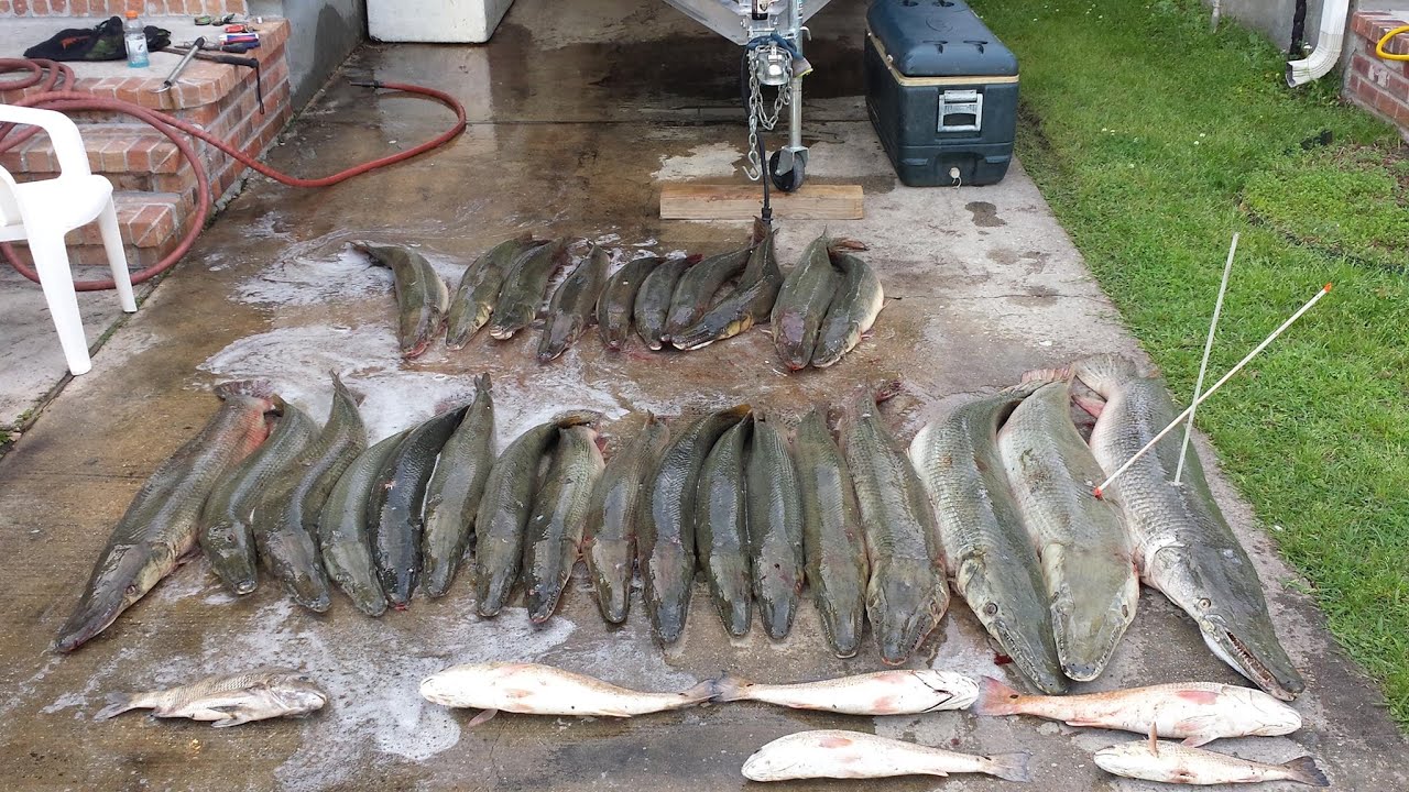 Bowfishing Louisiana Alligator Gar - YouTube