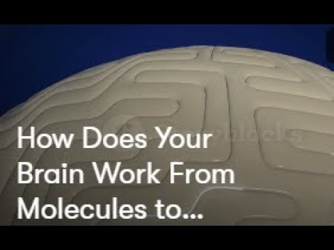 🧠How Does Your Brain Work? From Molecules to Consciousness! - YouTube