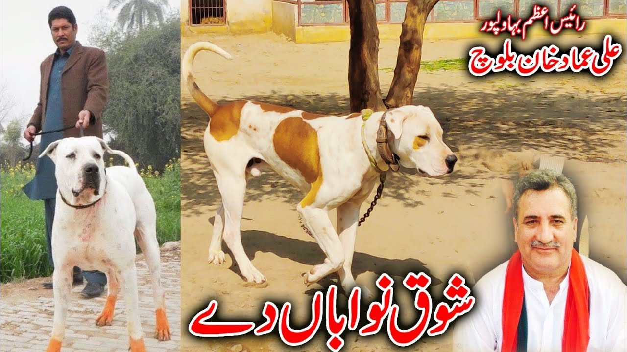 best dogs in Pakistan | dog race | say I'm Khan dogs | dogs breeding ...