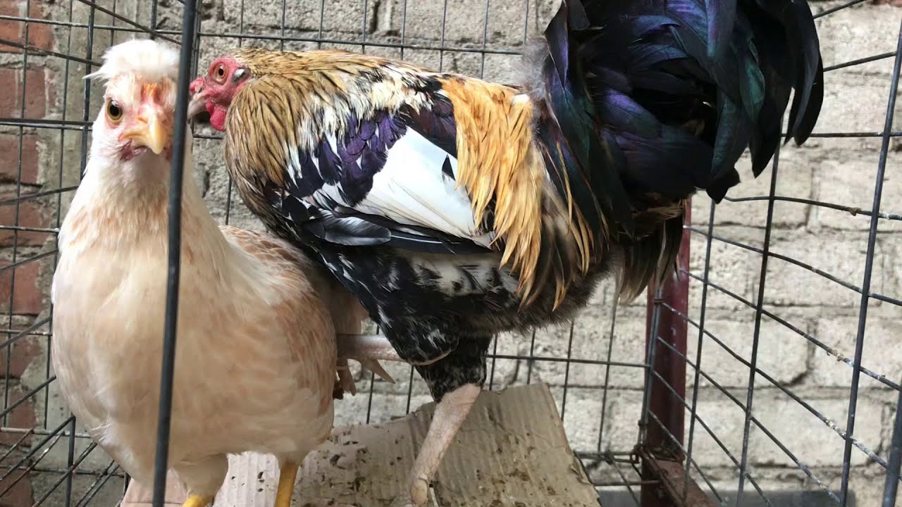 Gallo giro gallina copetona aves ,jardín feliz, #razasdegallos # ...