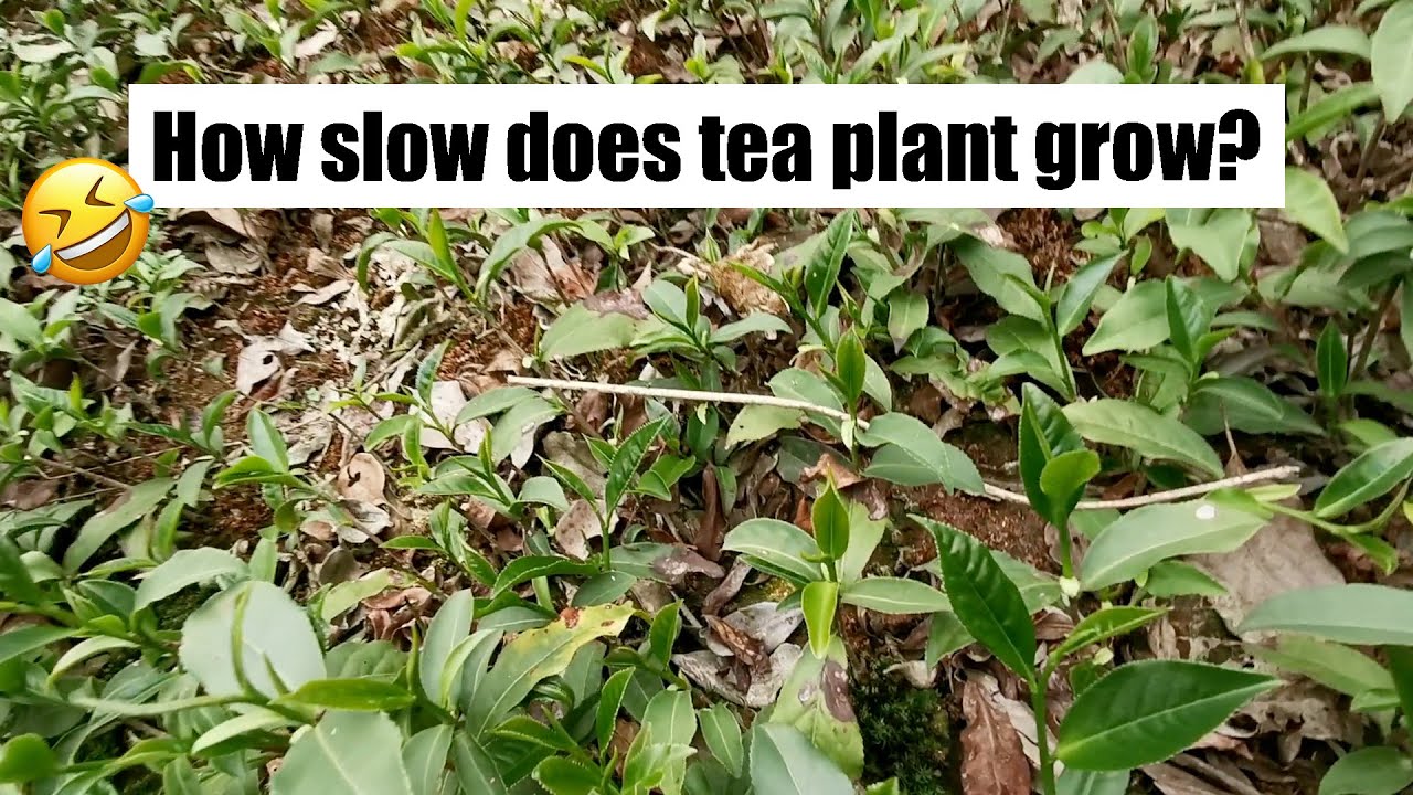 Tea Plant Cuttings in the Tea Garden | Oolong Tea |ZhenTea - YouTube