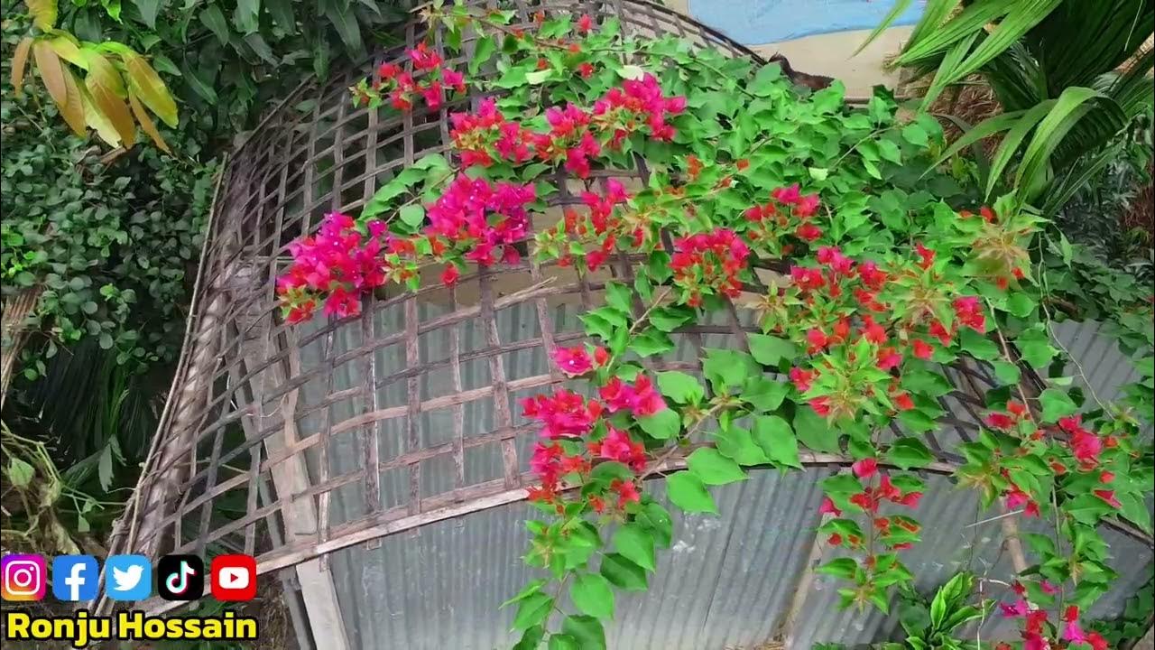 দেশি বাগান বিলাস। RONJU HOSSAIN - YouTube