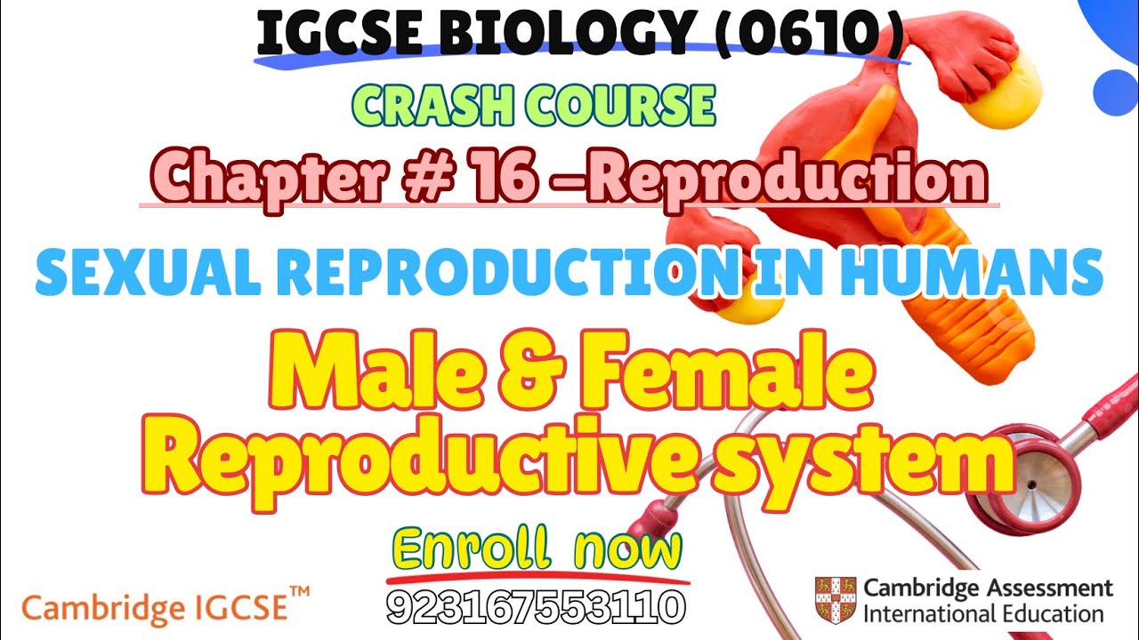IGCSE Biology | Male & Female Reproductive System - YouTube