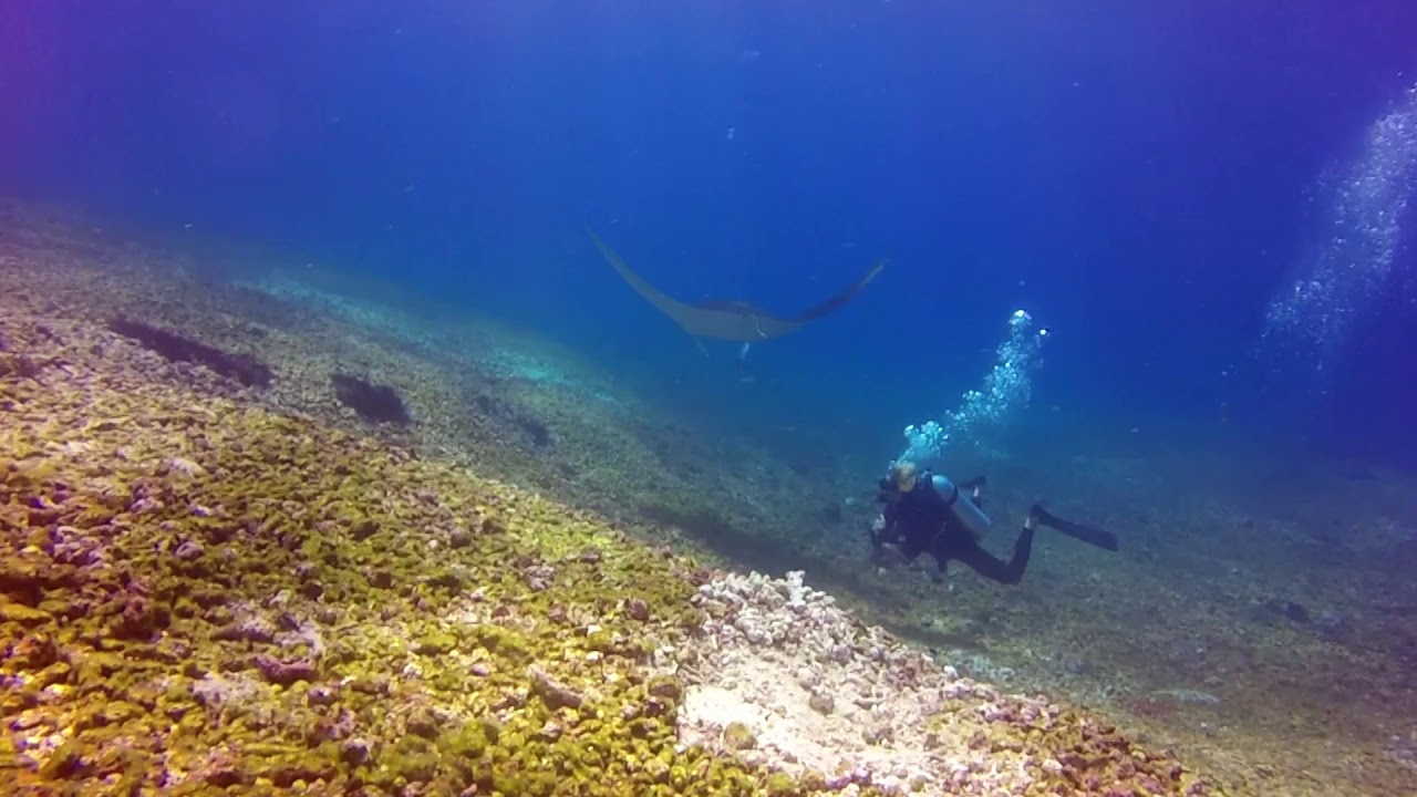 Komodo diving - YouTube