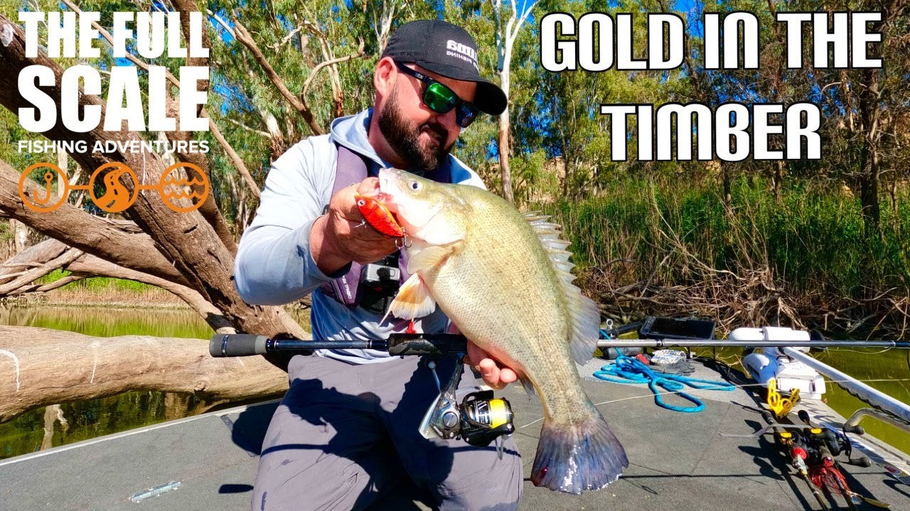 Gold In The Timber | The Full Scale - YouTube