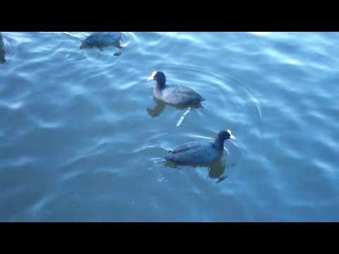 Coot Sound by Ani Male