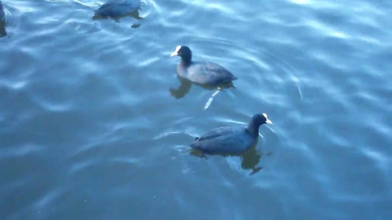 Coot Sound by Ani Male - YouTube