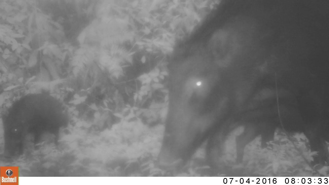 Eurasian wild pig - Camera Trap - Chiang Mai - YouTube