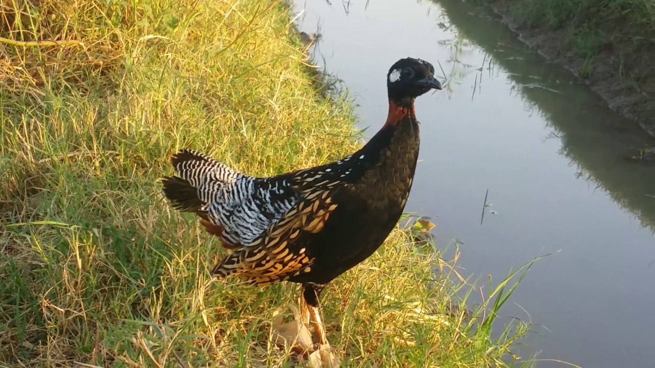 Kala tetar black franklin by saqlain sarwar - YouTube