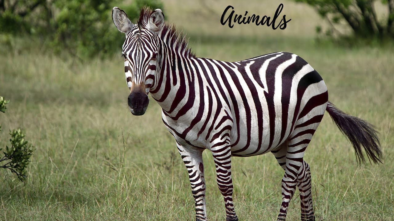 Animals | Peaceful | Relaxing | Calming | Floating - YouTube